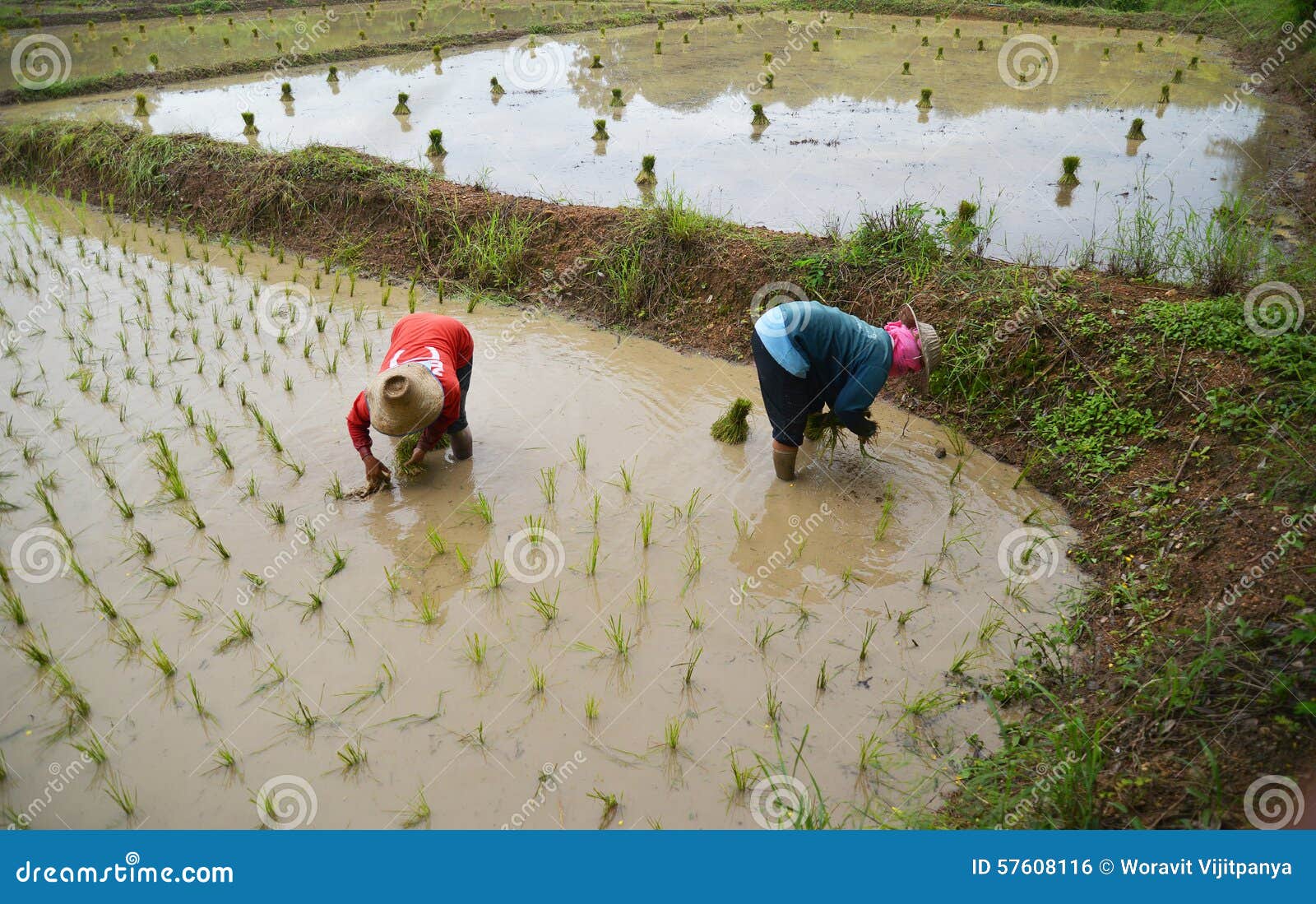 Thai farmer stock photo. Image of country, agricultural - 57608116