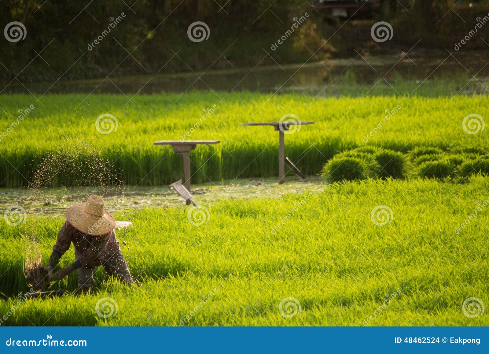 Thai Farmer Work in Rice Field Stock Photo - Image of countryside ...