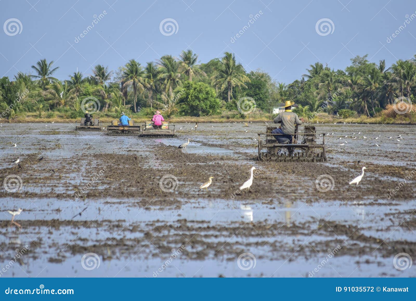 Thai Farmers Help Using Tiller Tractor in Rice Field Editorial ...