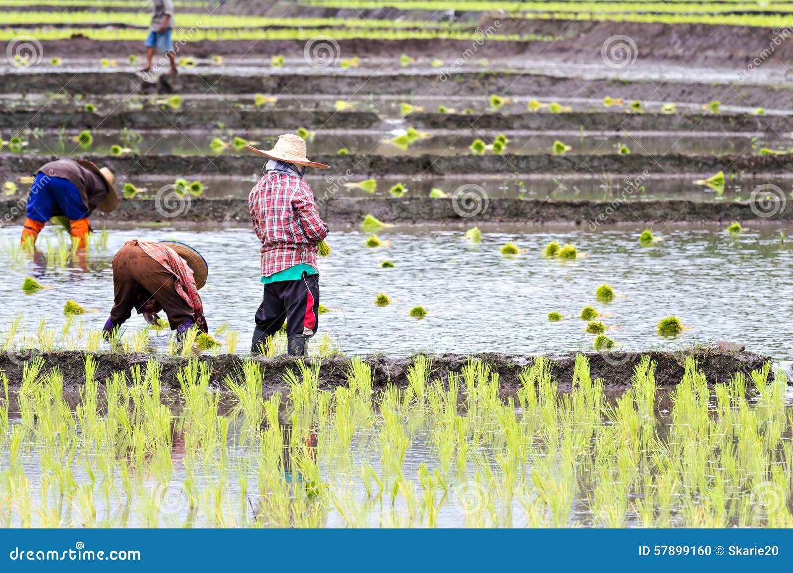 Thai farmers planting rice stock photo. Image of rice - 57899160