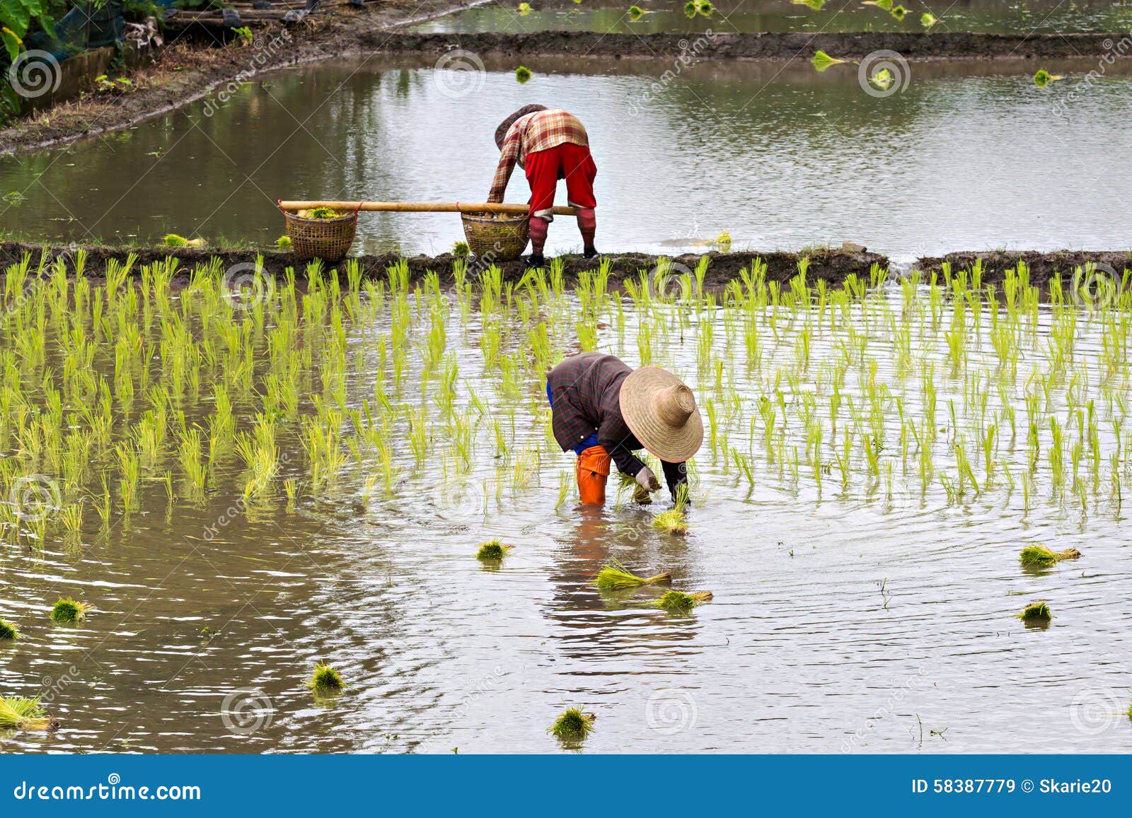 Thai farmers planting rice editorial stock image. Image of life - 58387779
