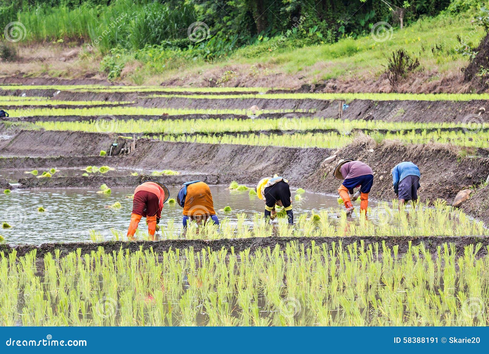 Thai farmers planting rice editorial photo. Image of food - 58388191