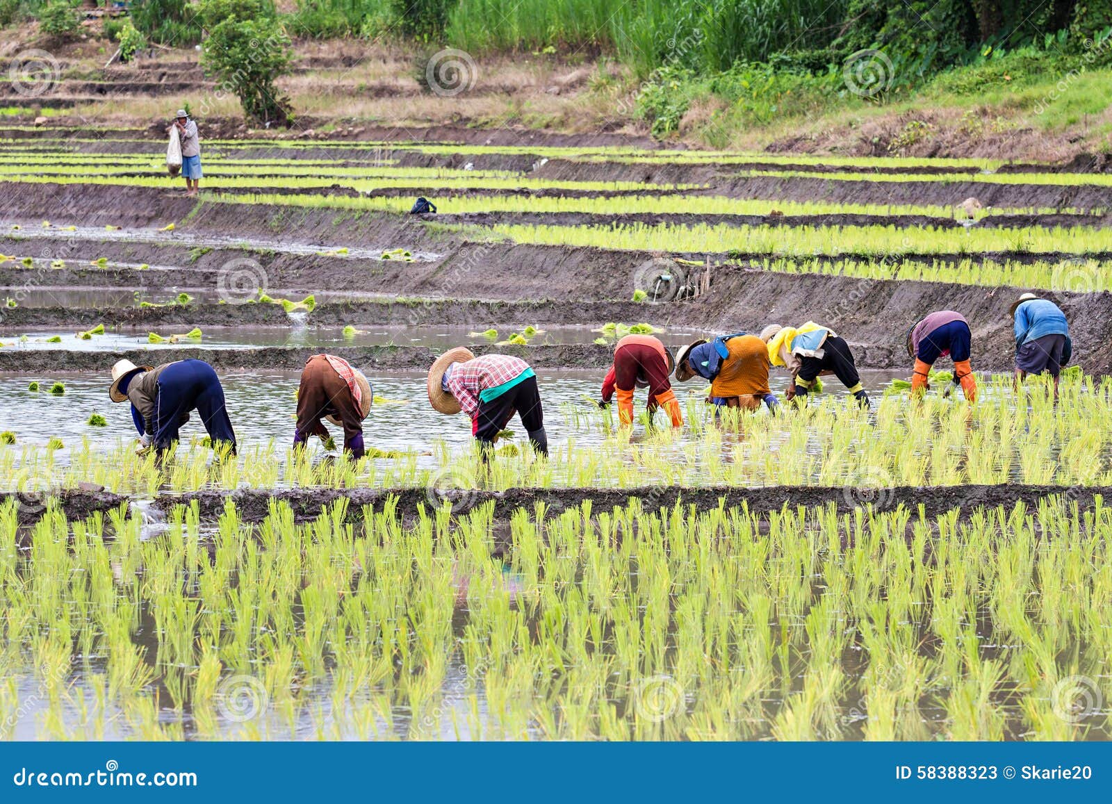 Thai farmers planting rice editorial stock photo. Image of farm - 58388323