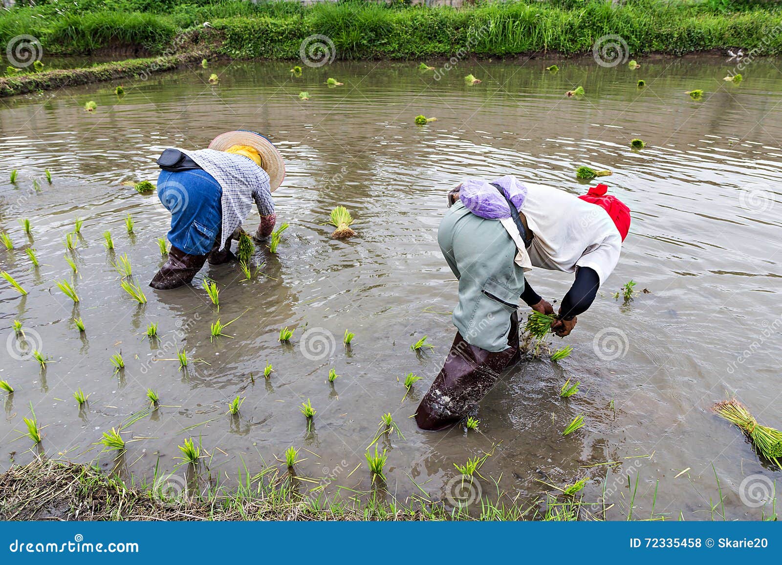 Farmers Are Planting Pangola Grass To Feed Their Animals Stock Photo ...