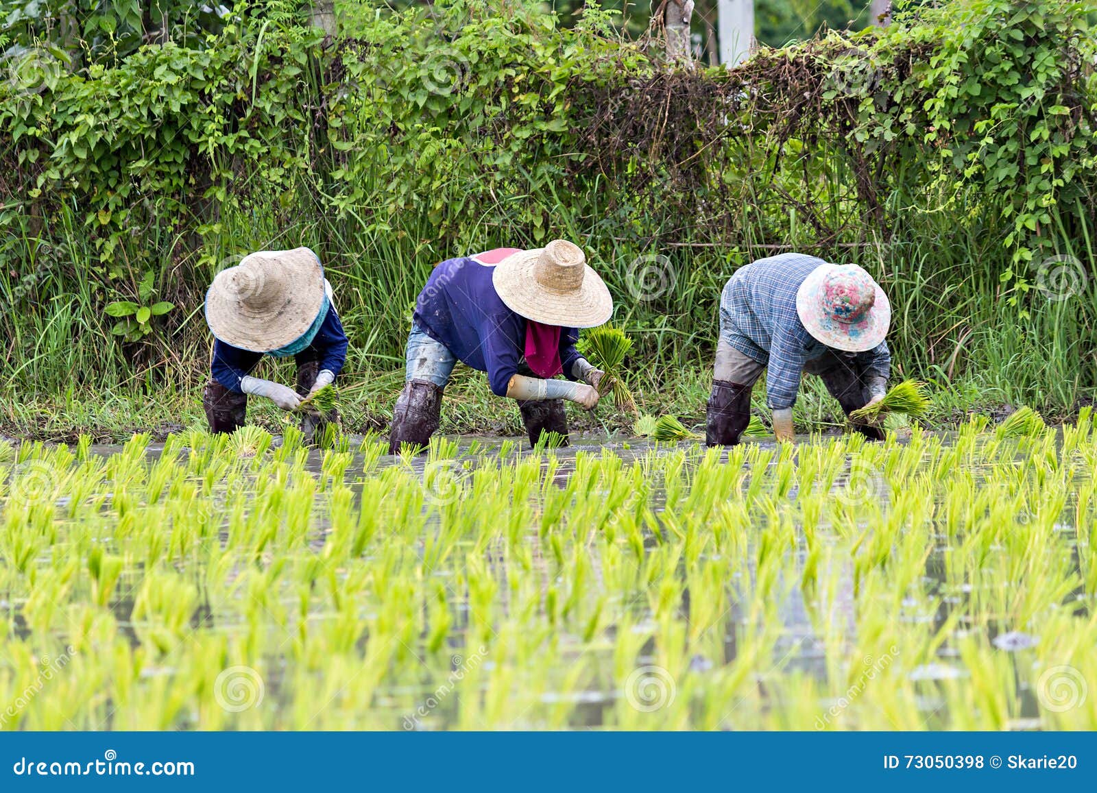 Thai farmers planting rice stock photo. Image of agricultural - 73050398