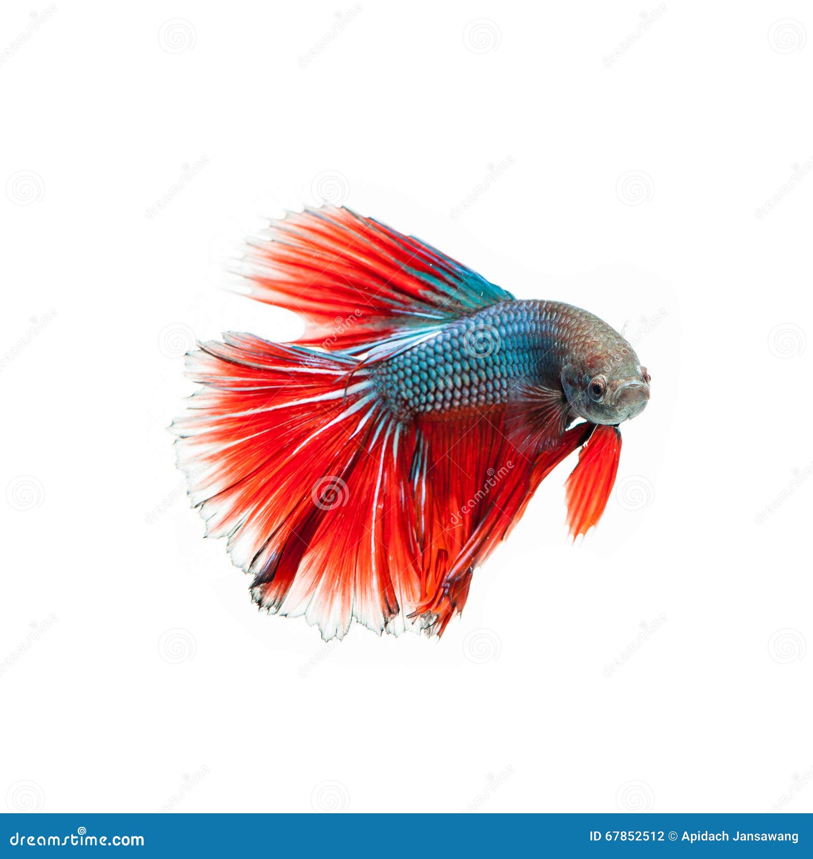 Thai Fighting Fish . Beautiful Color Stock Photo - Image of elegant ...