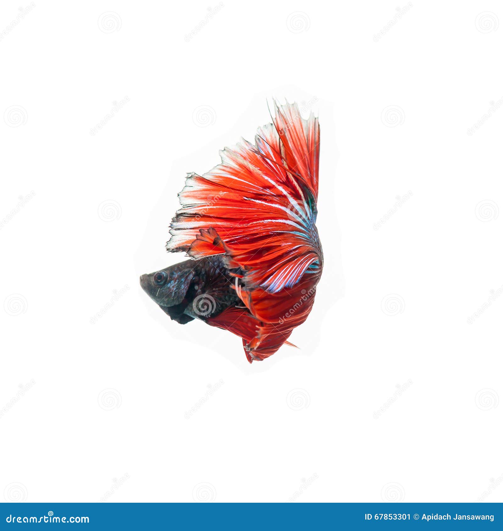 Thai Fighting Fish . Beautiful Color Stock Image - Image of siamese ...