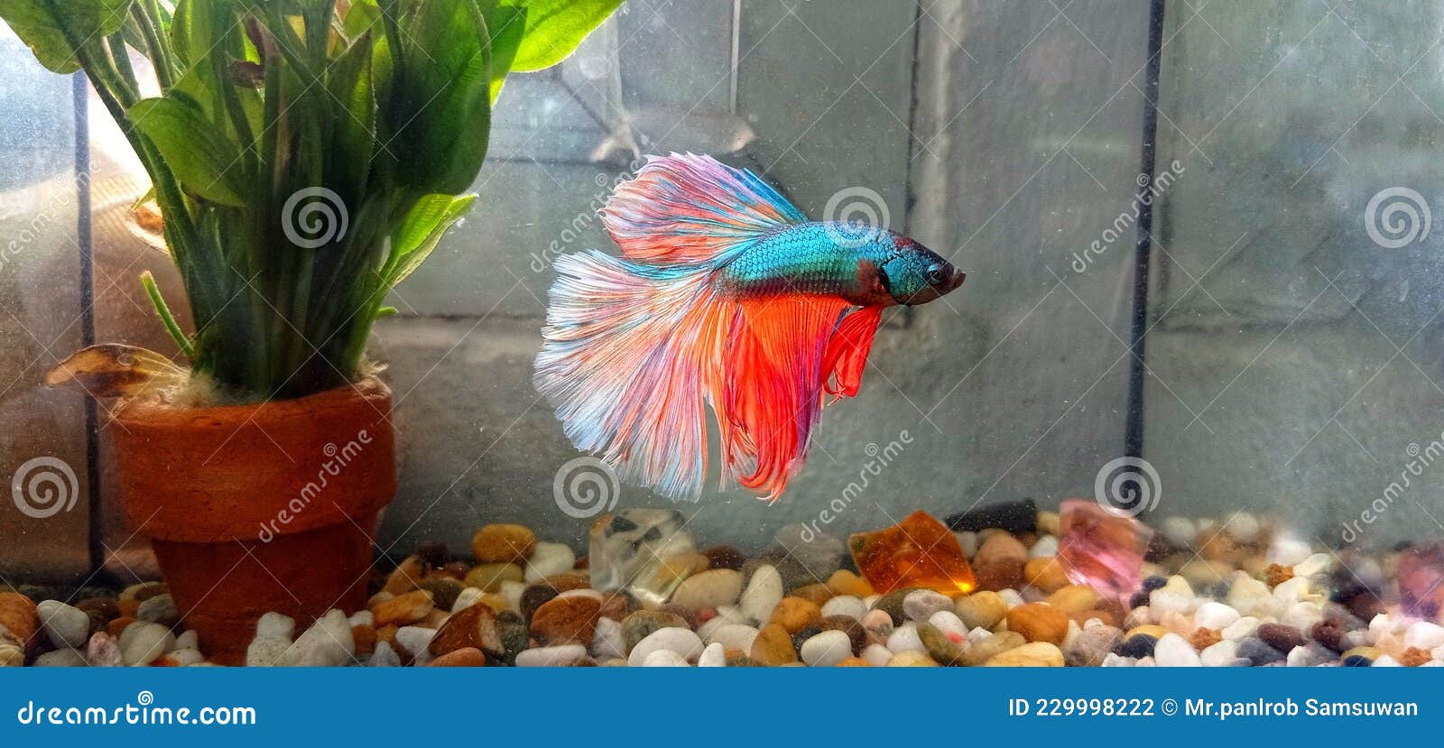 Thai fighting fish stock photo. Image of tank, flower - 229998222