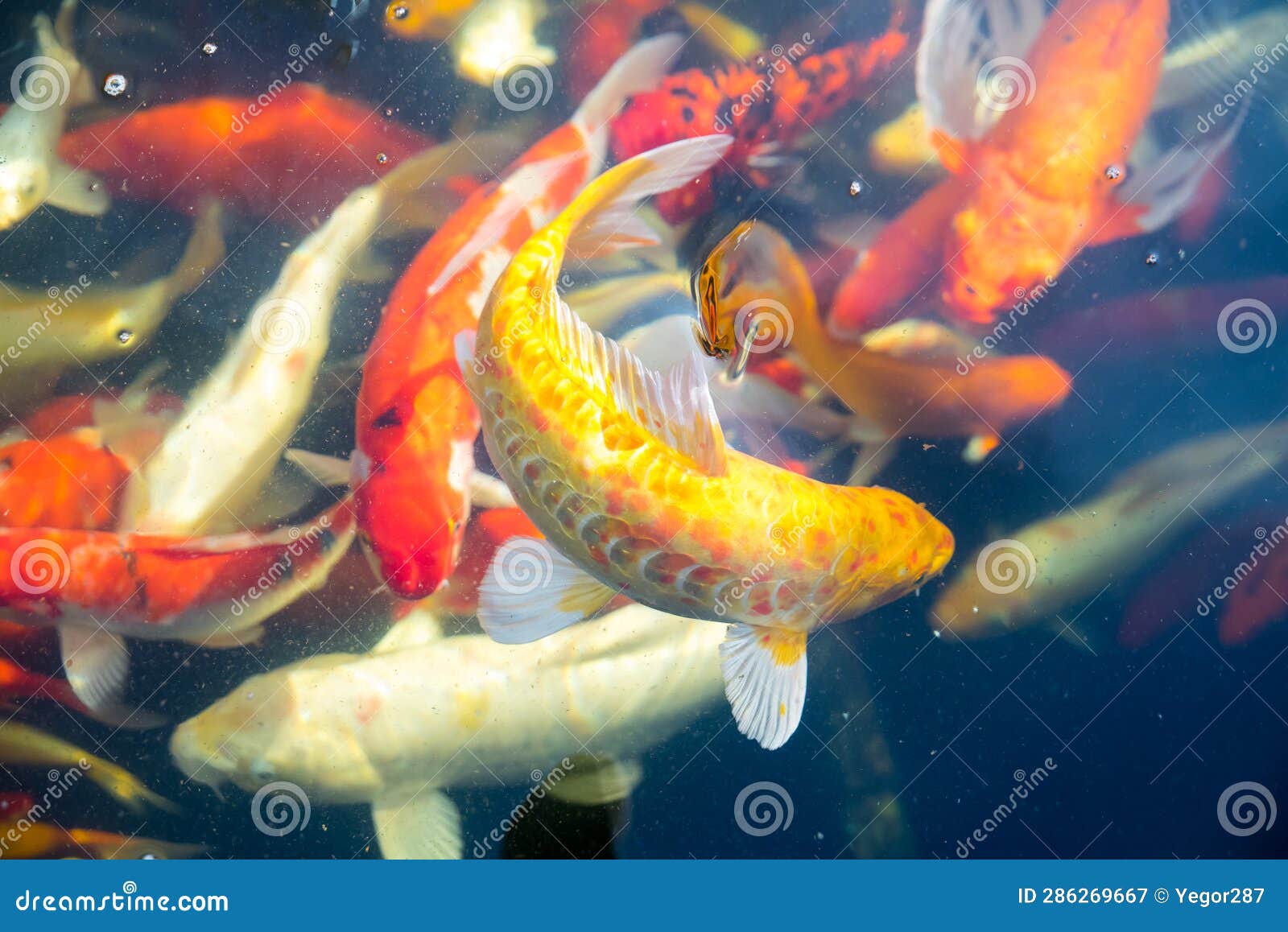 Close-up of Bright Colorful Fish Swimming in the Water Stock Image ...