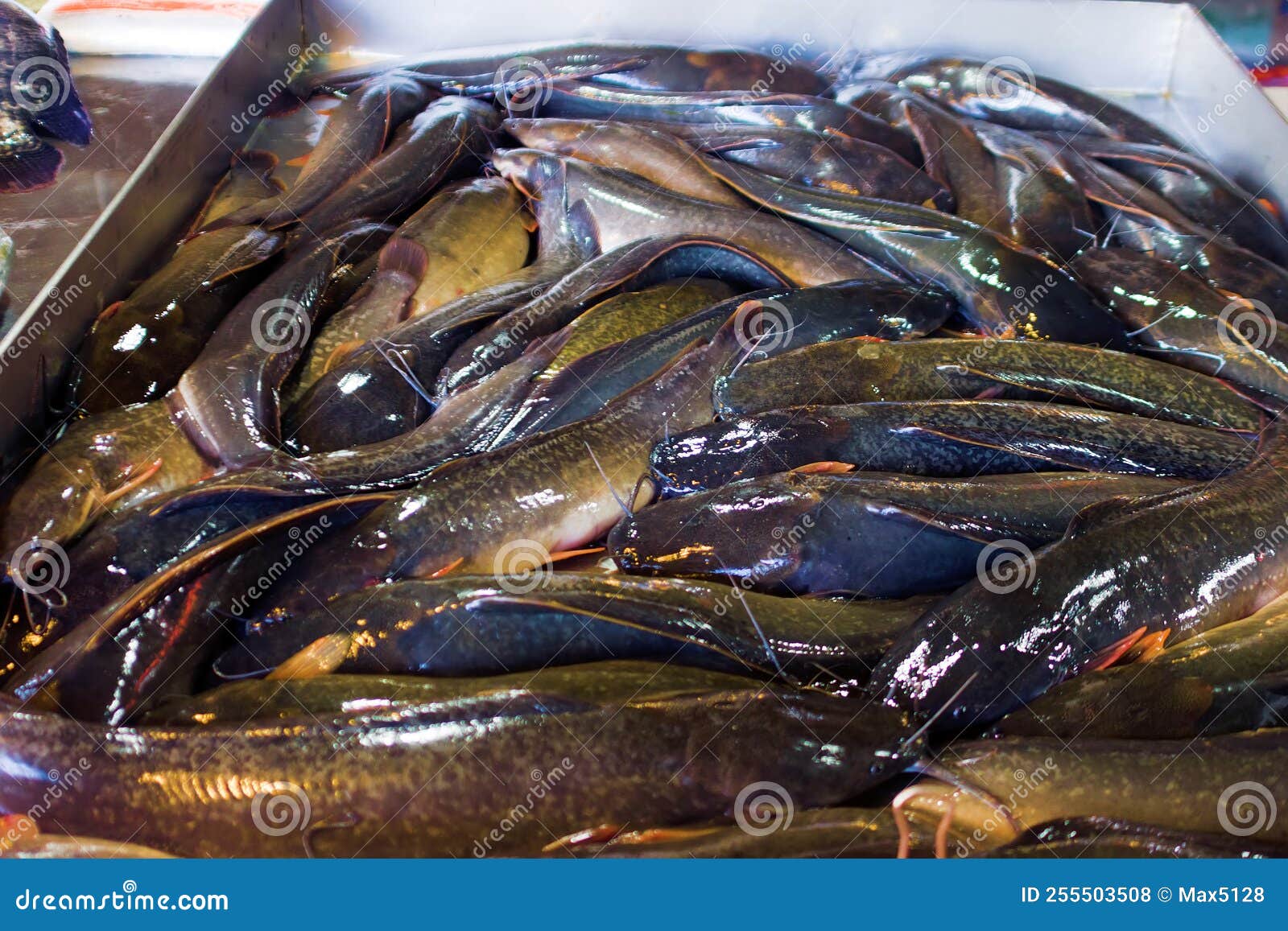 Thai Fish Market. Fresh Catfish Stock Photo - Image of aquarist ...
