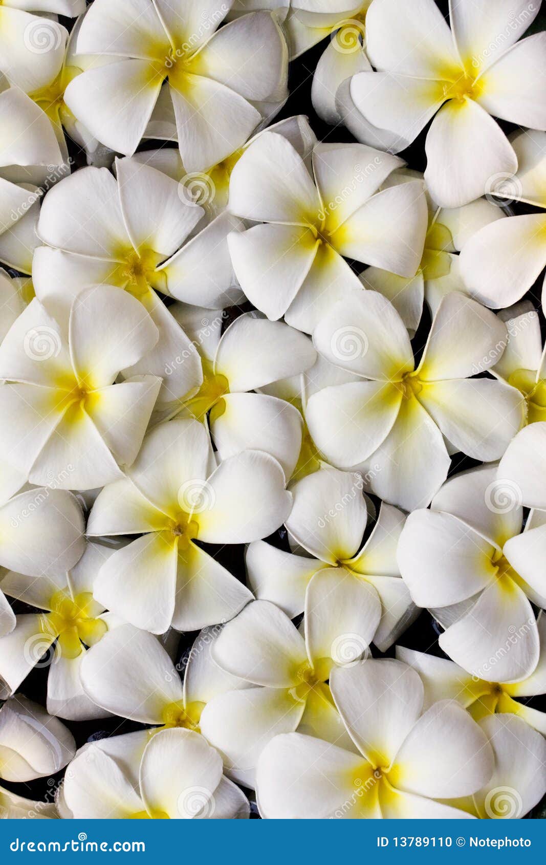 Thai Flower stock photo. Image of isolated, nature, love - 13789110