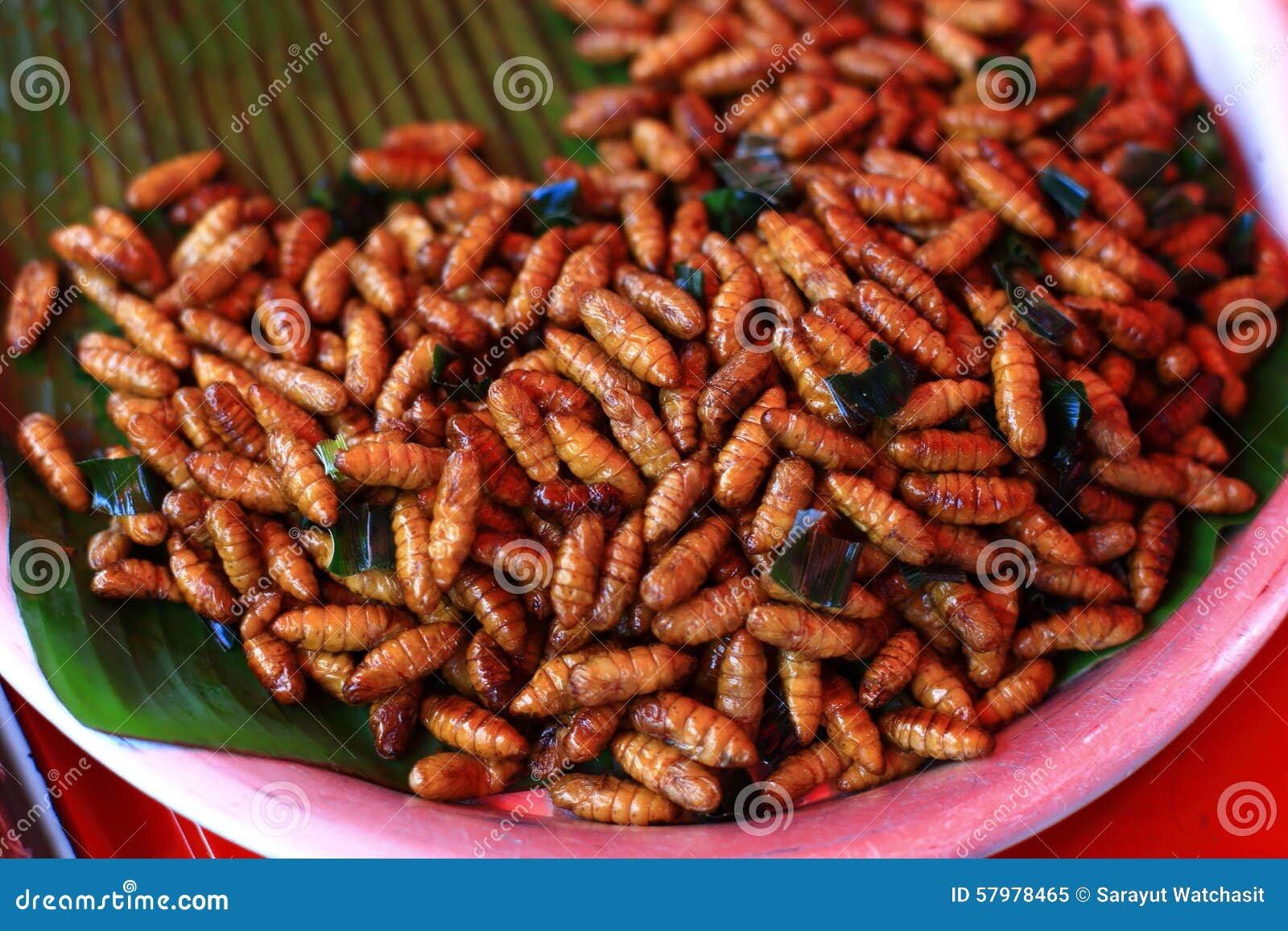 Thai food fried larvae stock image. Image of thailand - 57978465