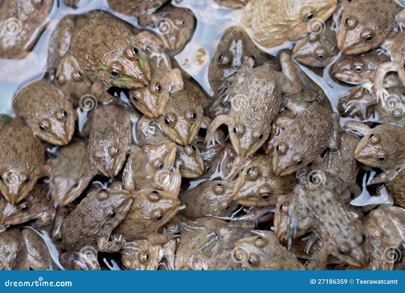 Thai Frogs Pattern Stock Photos - Free & Royalty-Free Stock Photos from ...