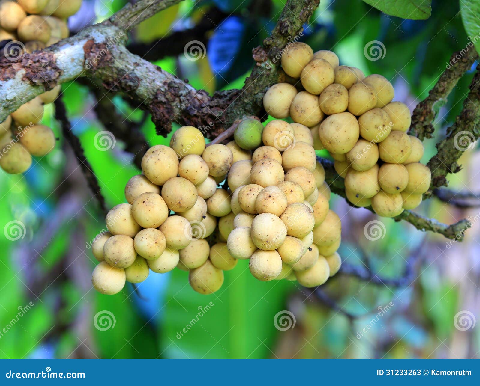 Thai Fruit Bunch of Lanzones or Longing Stock Image - Image of circle ...