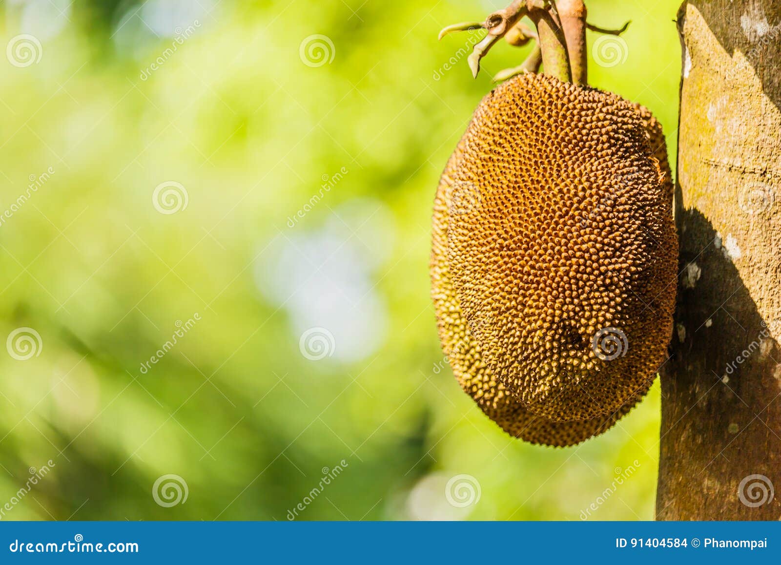 Thai fruit giant jackfruit stock photo. Image of grow - 91404584