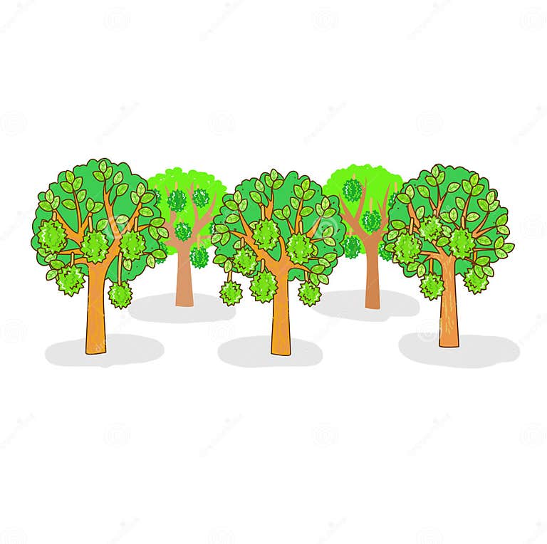 Set Durian Tree on Background Vector. Stock Illustration - Illustration ...