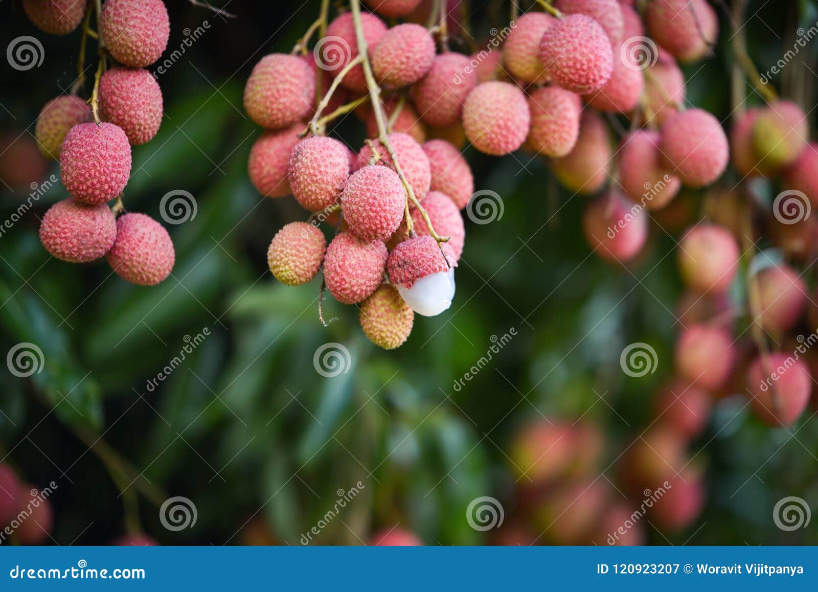 Thai Fruit Lychee Tropical Fruit Stock Image - Image of fresh, drink ...