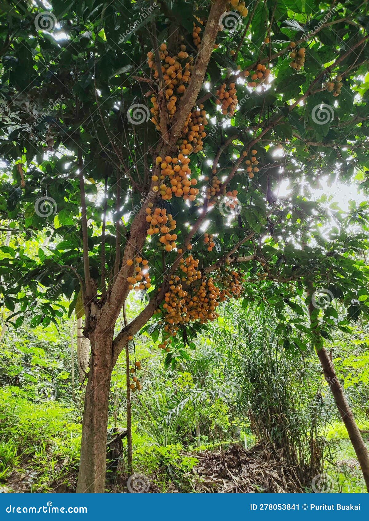 Thai fruit mafai stock image. Image of spring, thai - 278053841