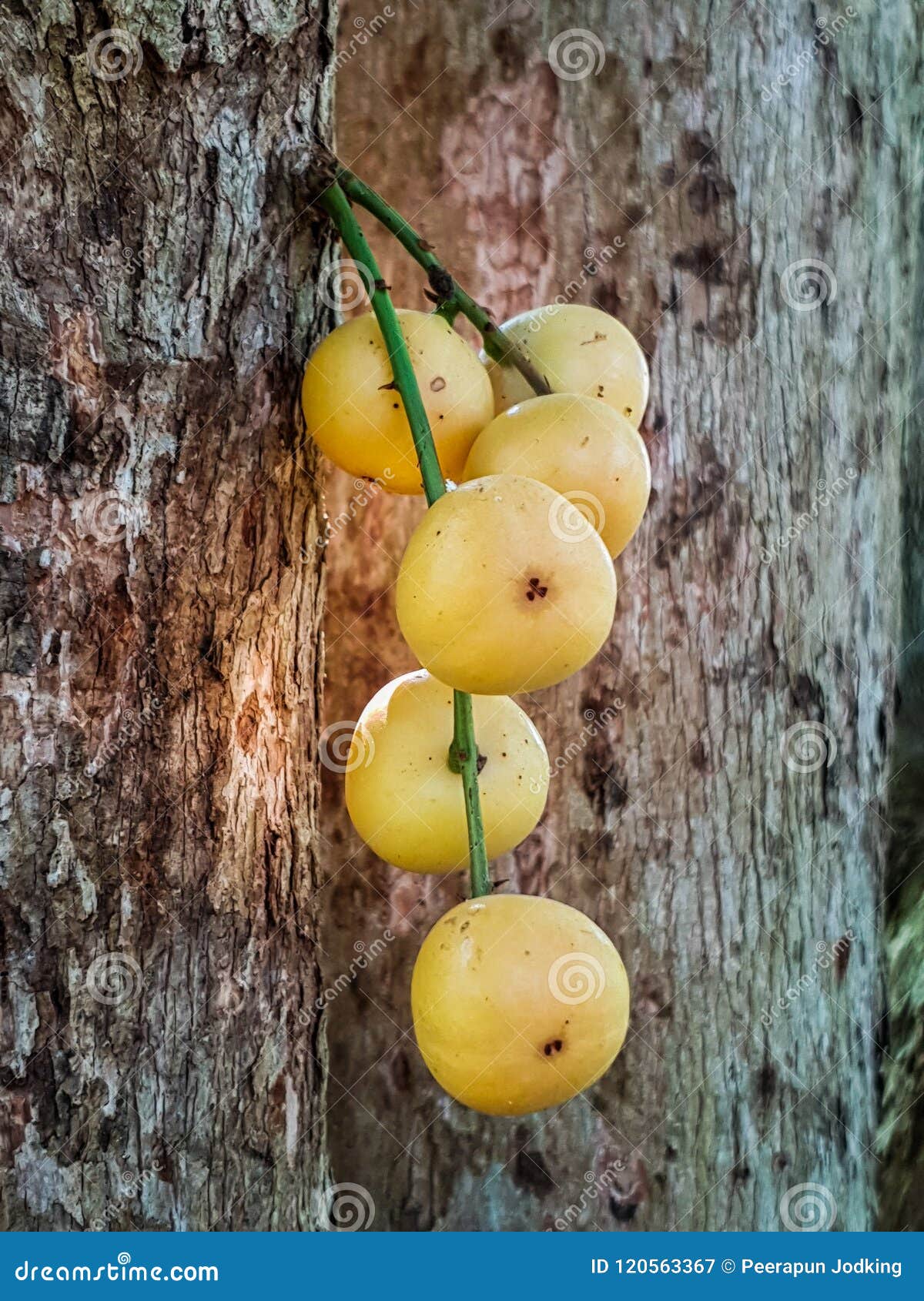 Thai Fruit Rambeh on the Rambi Tree Stock Image - Image of plant, fresh ...