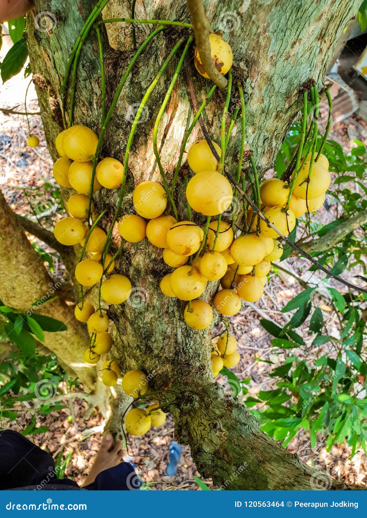 Thai Fruit Rambeh on the Rambi Tree Stock Photo - Image of natural ...