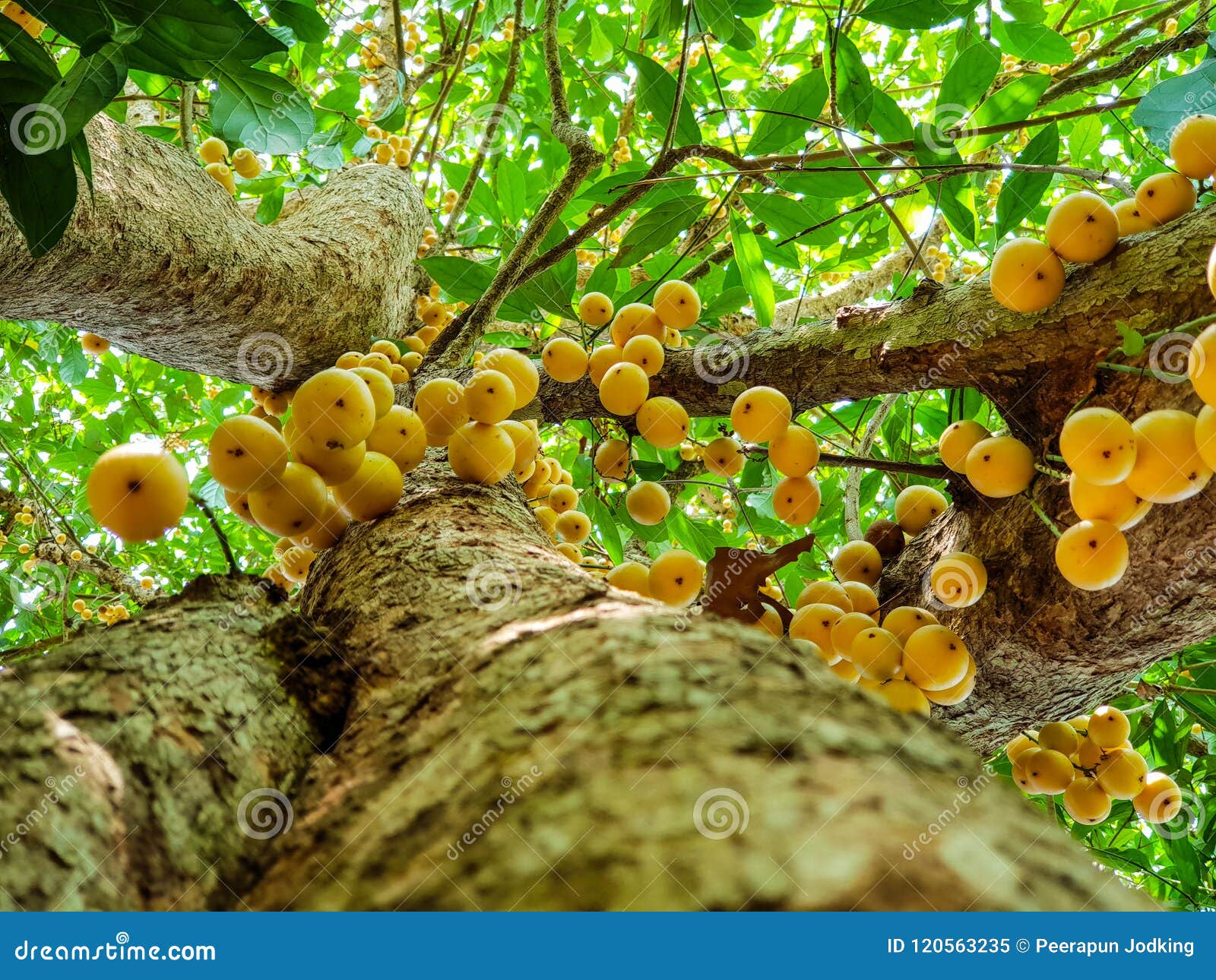 Thai Fruit Rambeh on the Rambi Tree Stock Image - Image of green ...