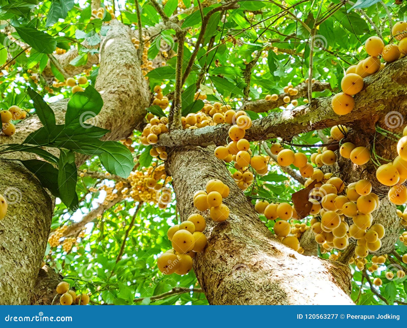 Thai Fruit Rambeh on the Rambi Tree Stock Image - Image of growth ...