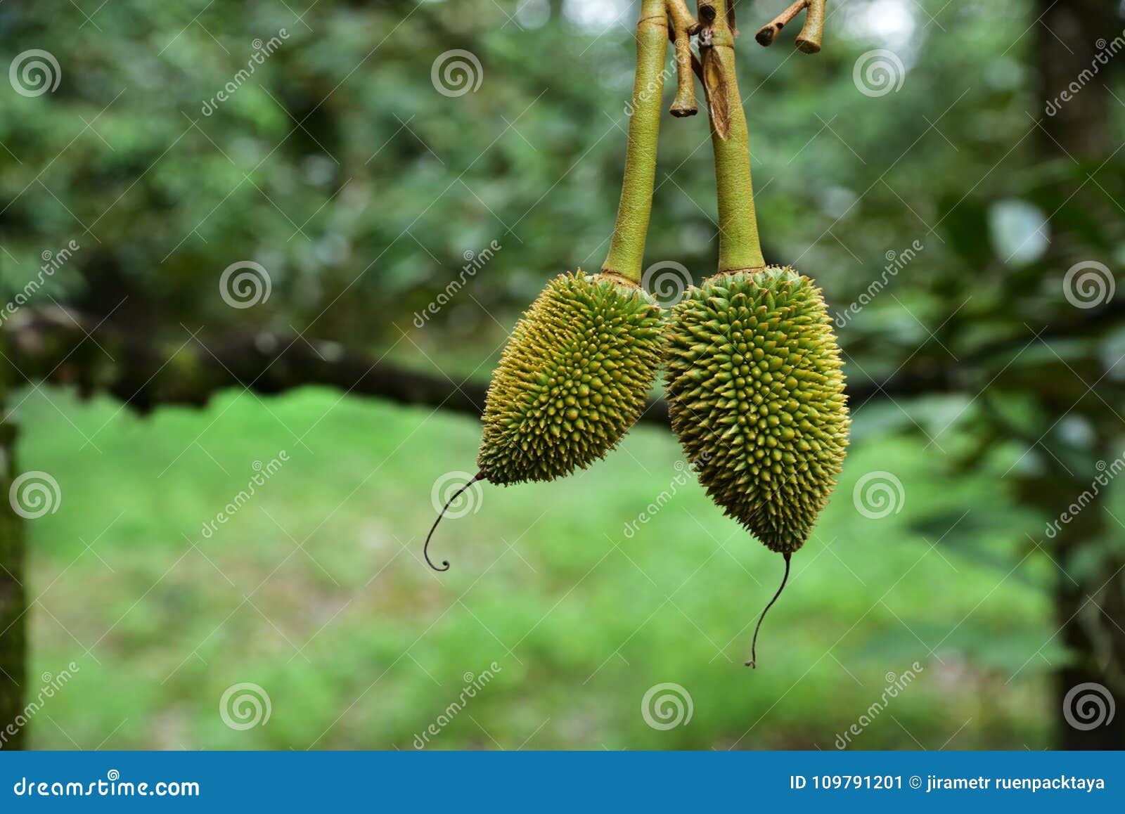 Small Durian on Wooden Floor Stock Image - Image of small, wooden ...