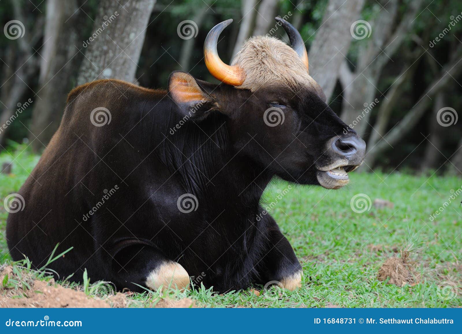 Thai gaur stock image. Image of eyes, horns, head, gaur - 16848731