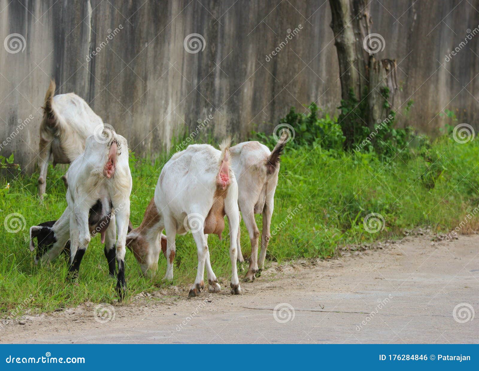 Thai Goats Eating Green Grass at Countryside Stock Photo - Image of ...
