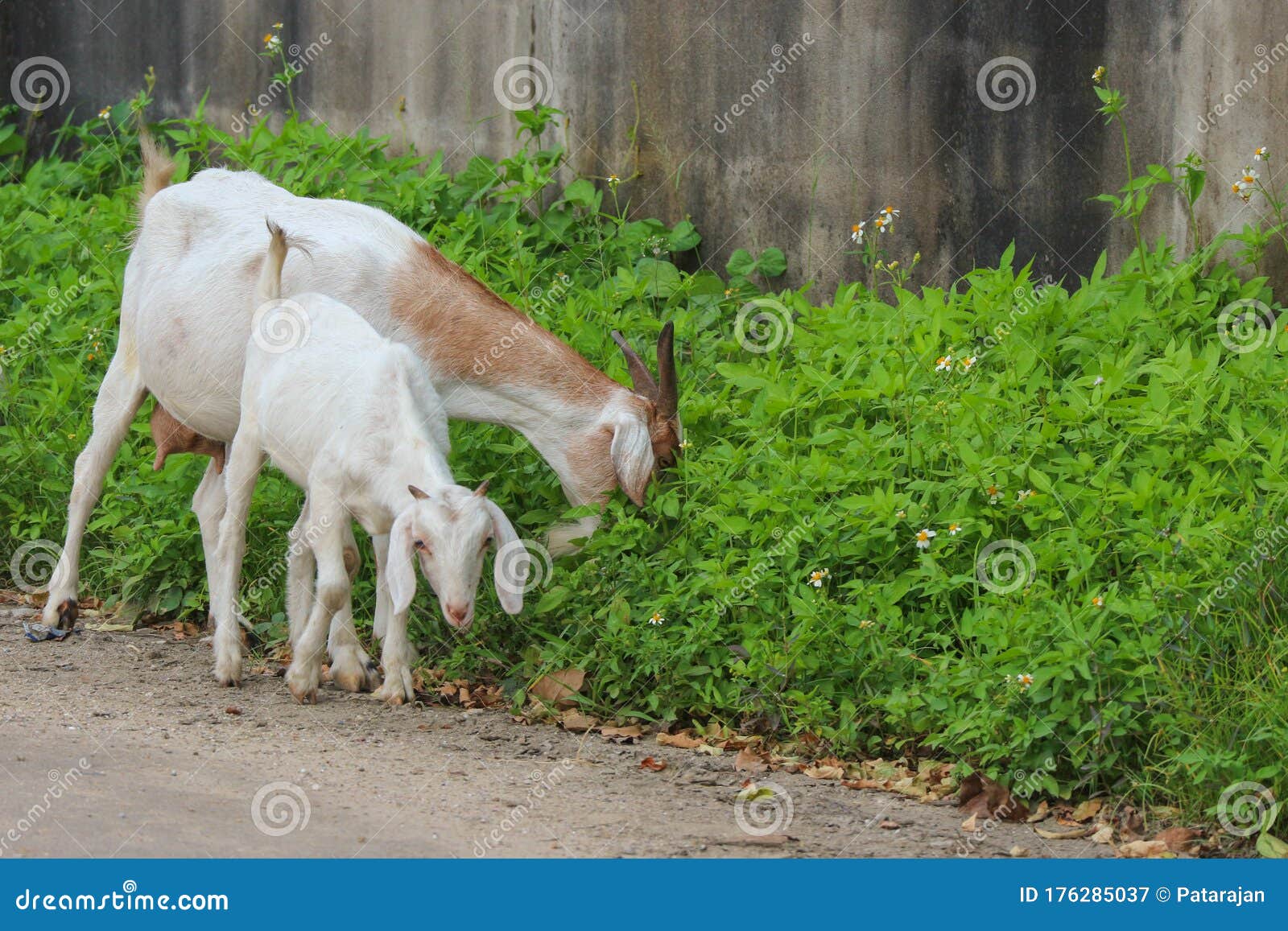 Thai Goats Eating Green Grass at Countryside Stock Image - Image of ...