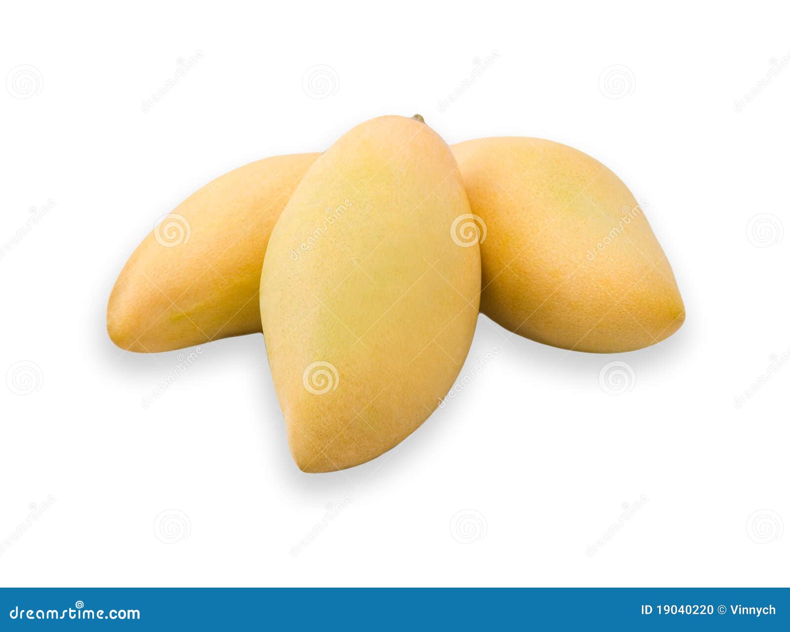 Thai golden mango stock photo. Image of fresh, mango - 19040220
