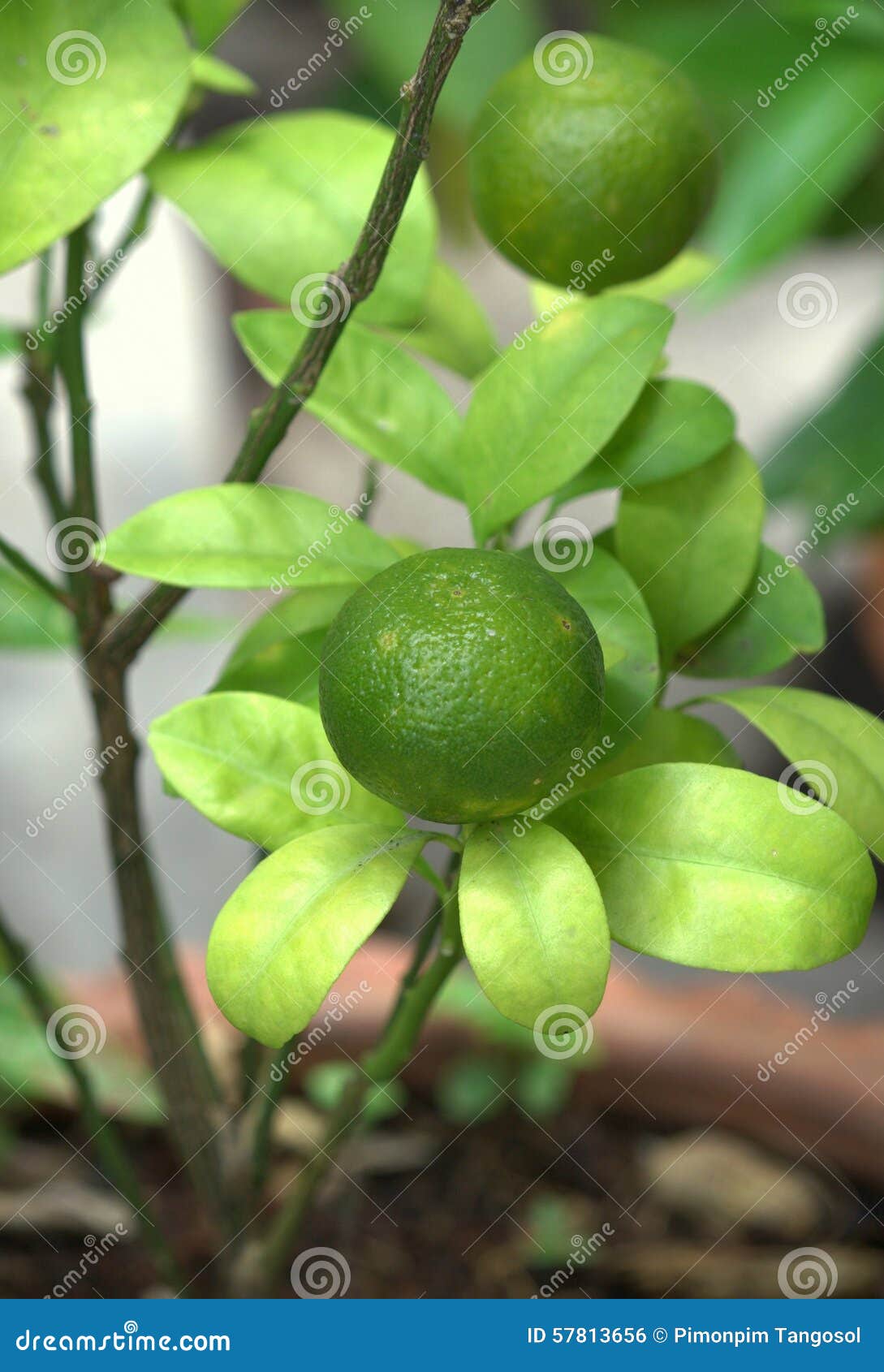 Thai green lemon Tree stock photo. Image of asia, growth - 57813656