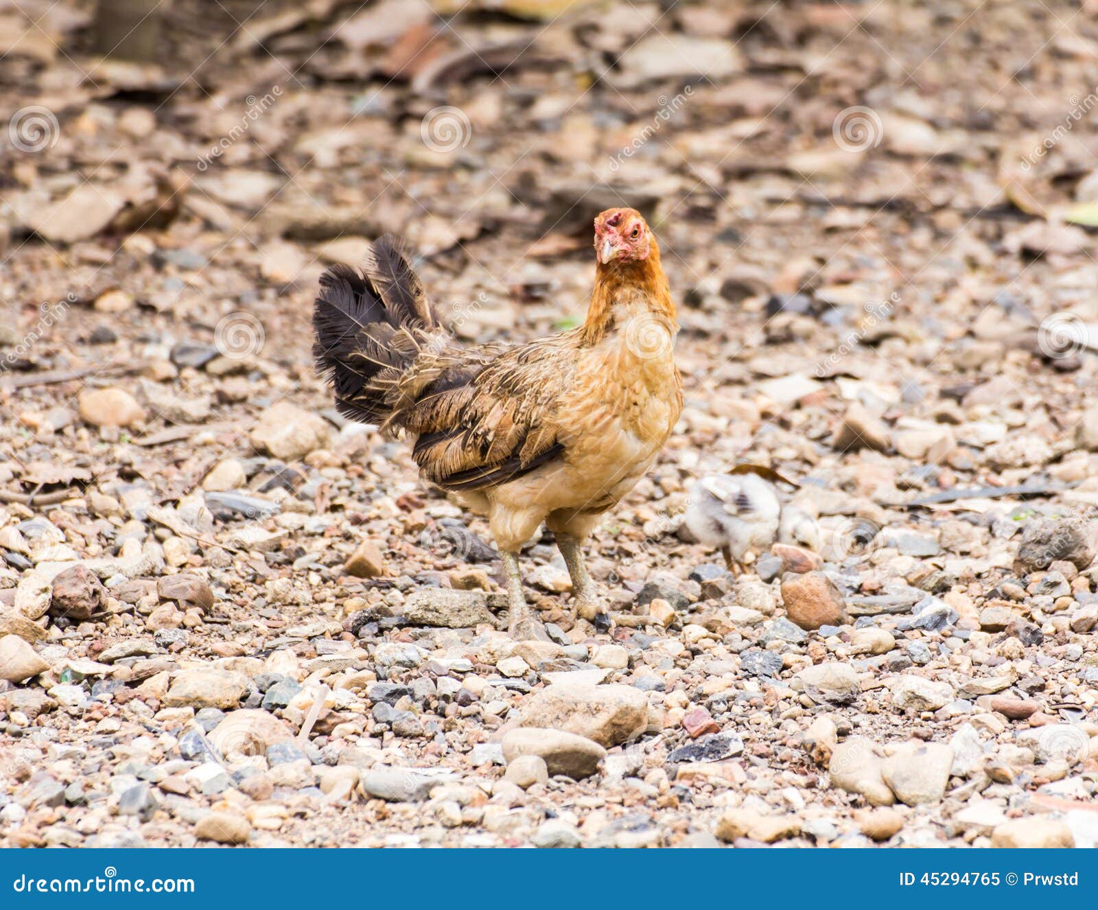 Thai hen stock image. Image of nature, rooster, farm - 45294765