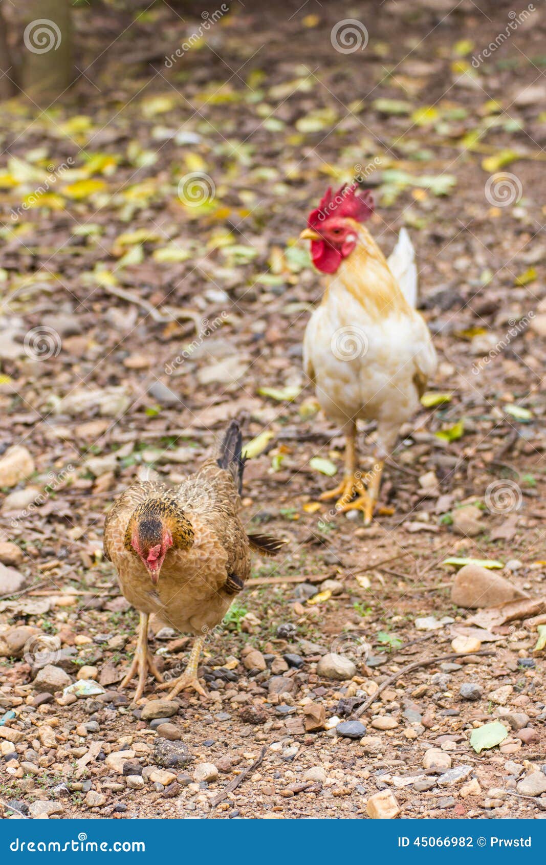 Thai Hen Whith Thai Roosters Stock Photo - Image of fowl, male: 45066982