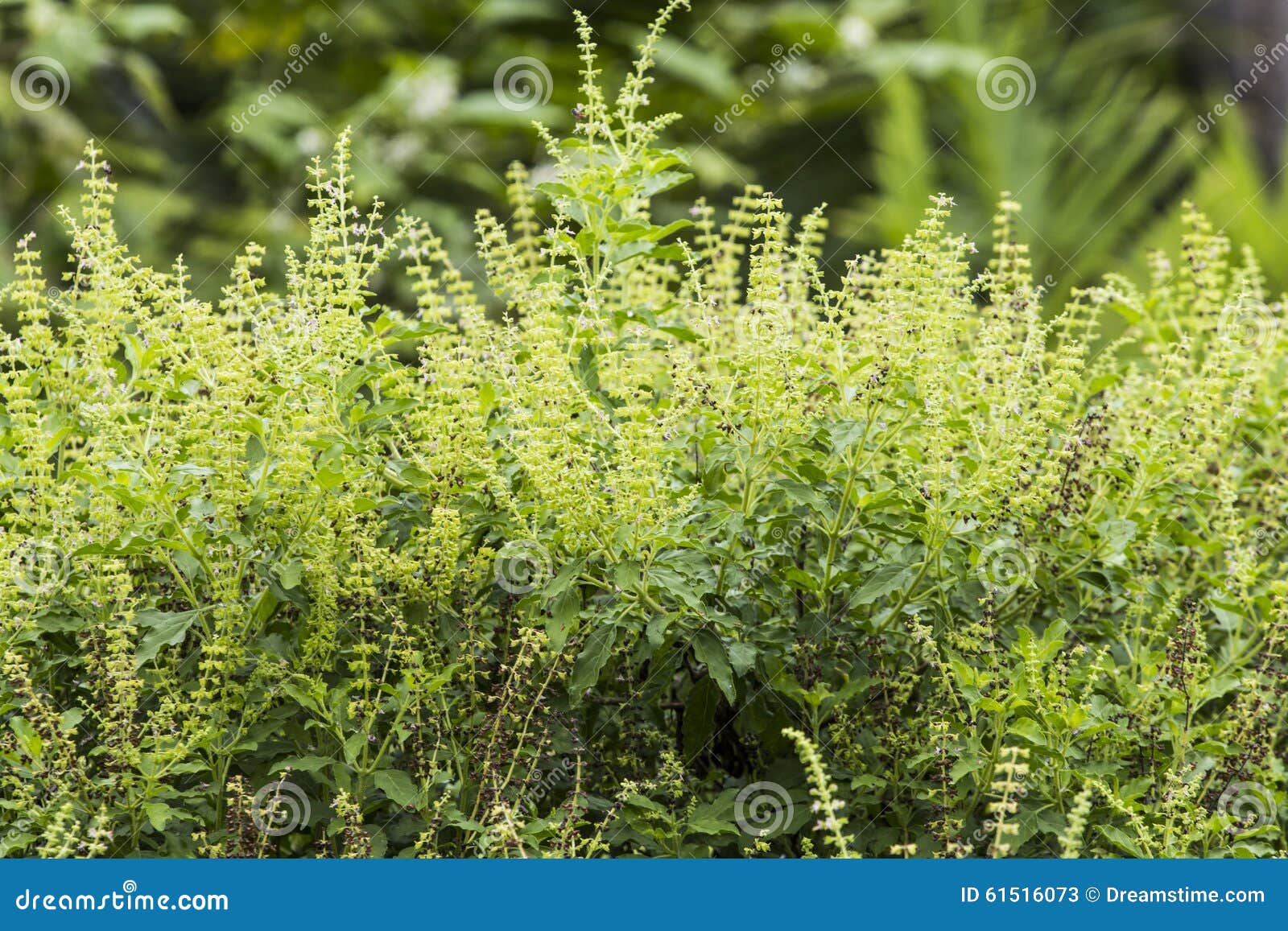 Thai Holy Basil Vegetable Herb Flower Stock Image - Image of cook ...