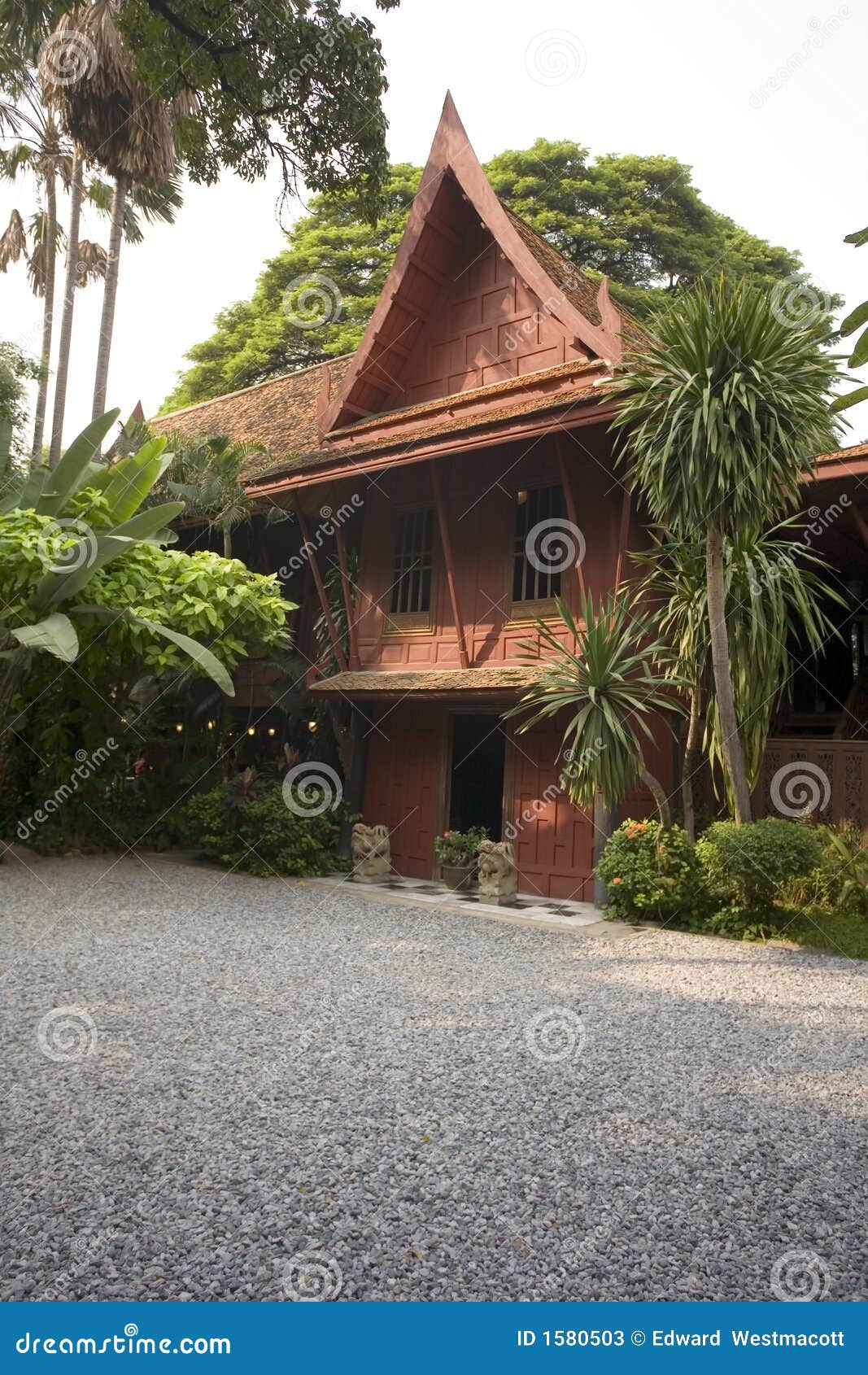 Thai House Cat, Siamese Cat Species Lay On Wooden Stock Photography ...