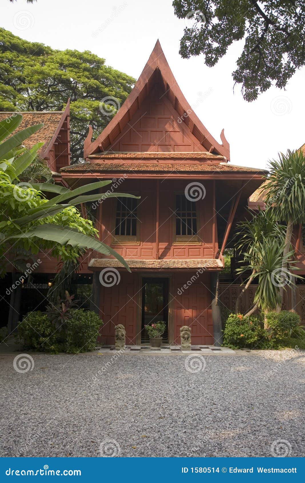Thai House Cat, Siamese Cat Species Lay On Wooden Stock Photography ...