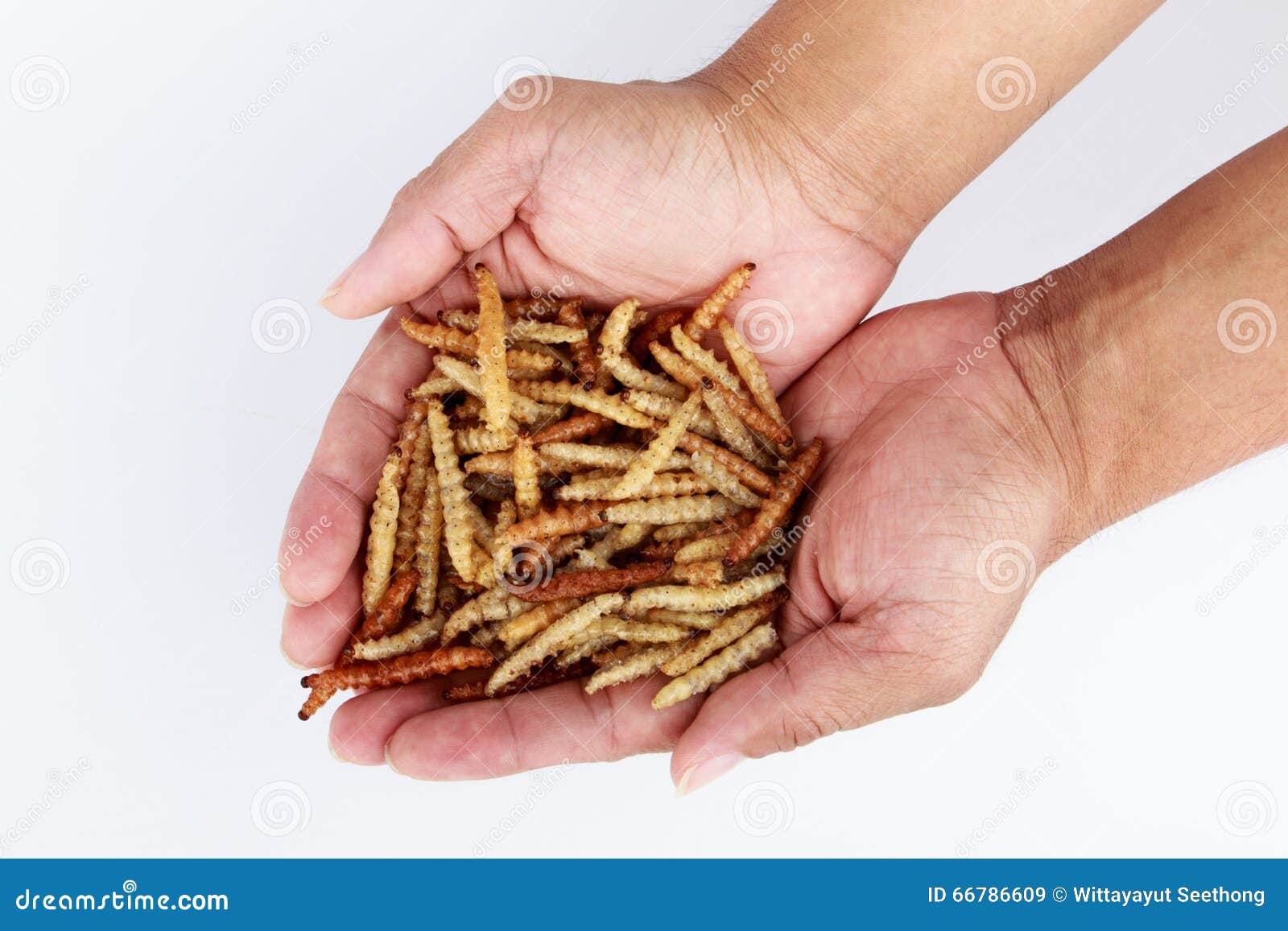 Thai Insects, Fried Insects Mealworms for Snack. Stock Image - Image of ...