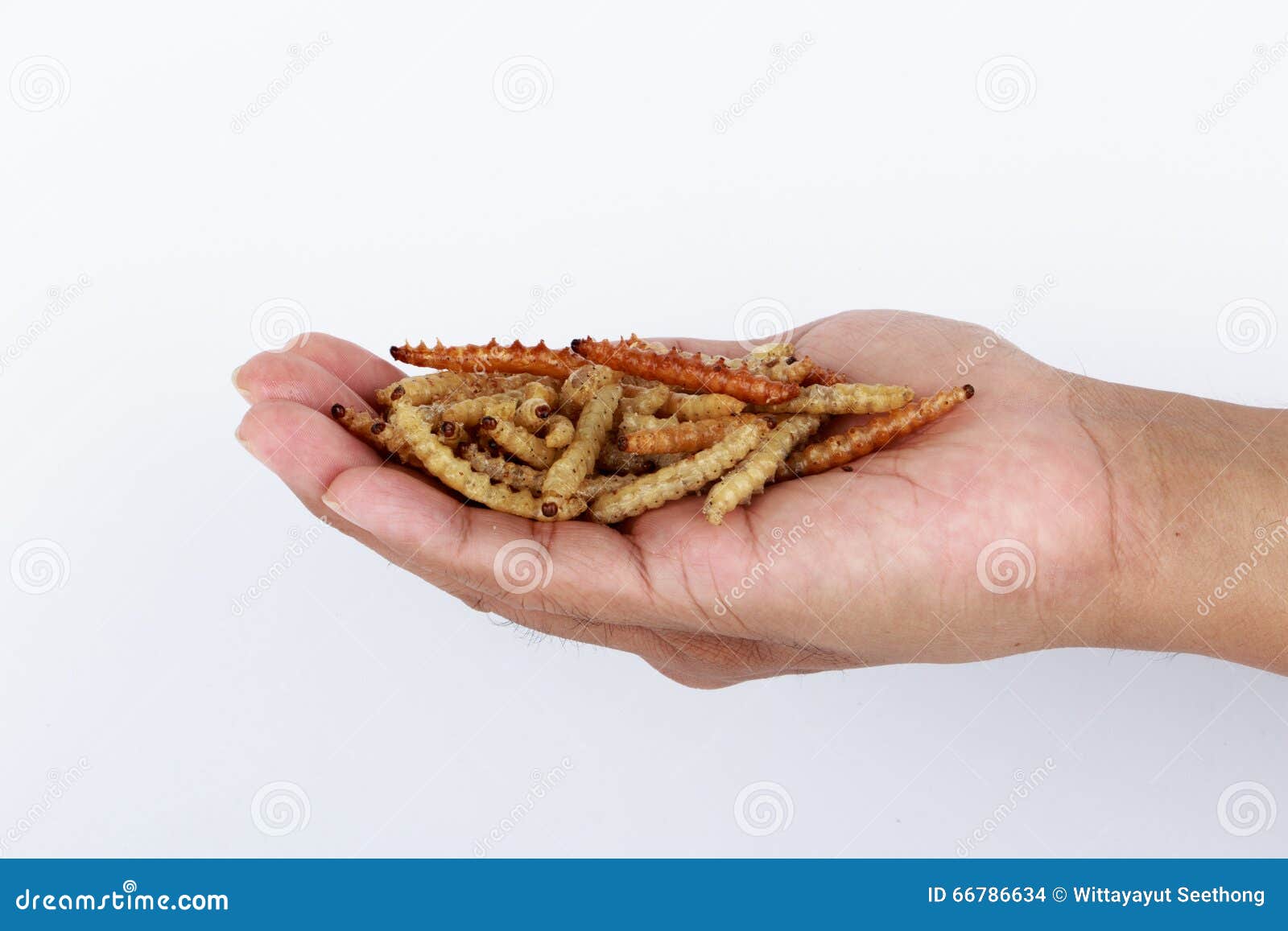 Thai Insects, Fried Insects Mealworms for Snack. Stock Photo - Image of ...