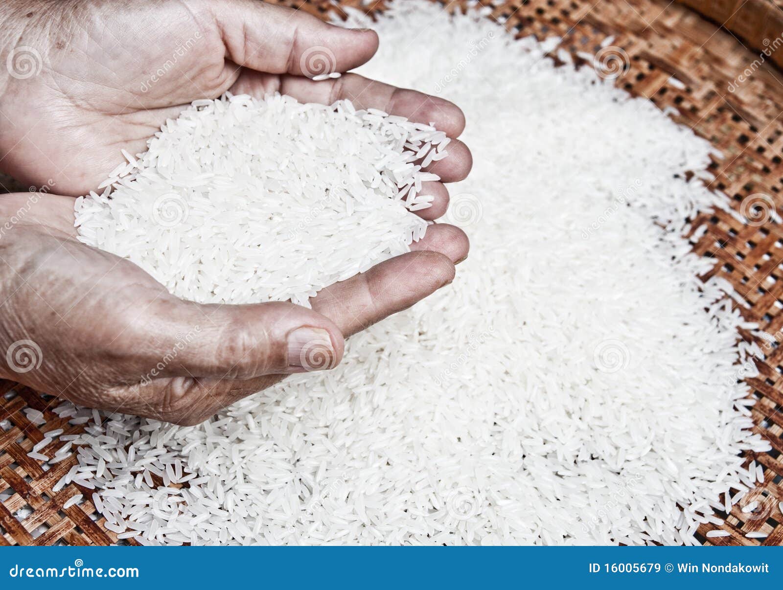 Thai jasmine rice stock image. Image of harvest, farmer - 16005679