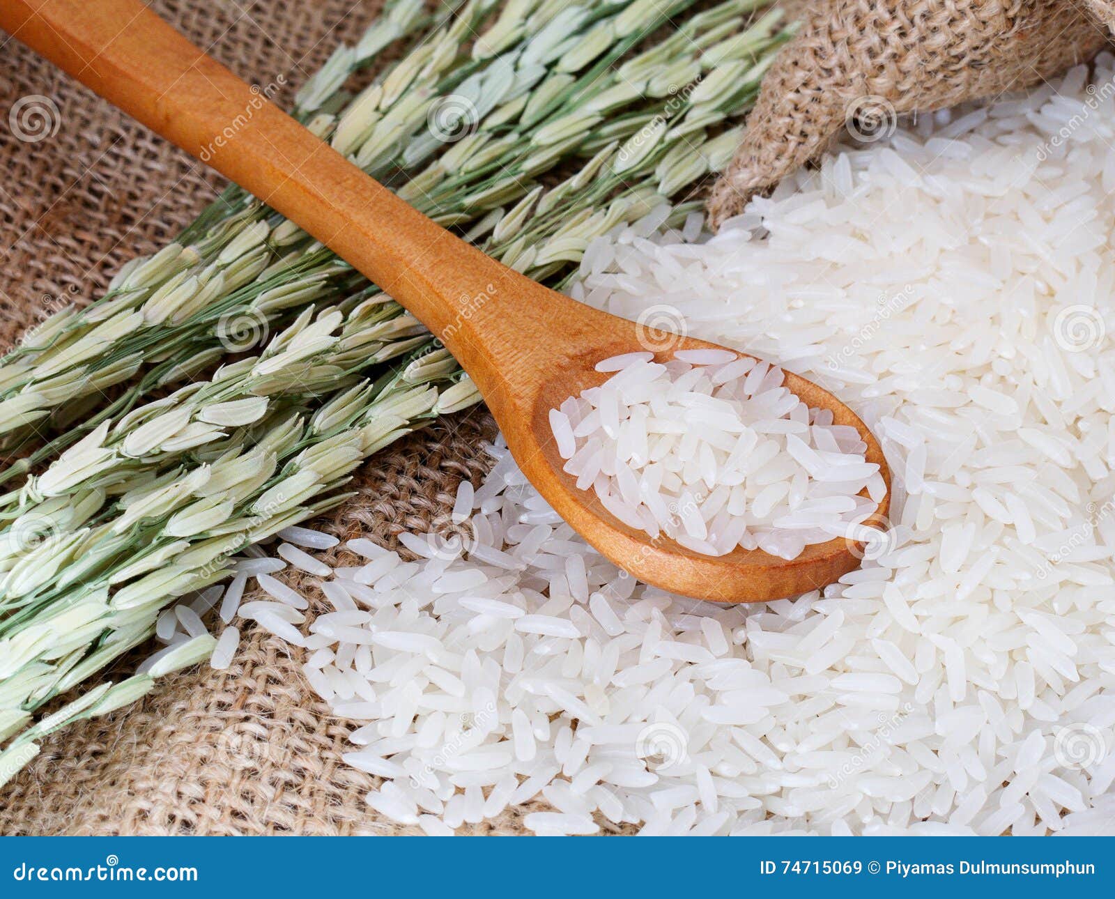Thai jasmine rice closeup stock image. Image of grain - 74715069
