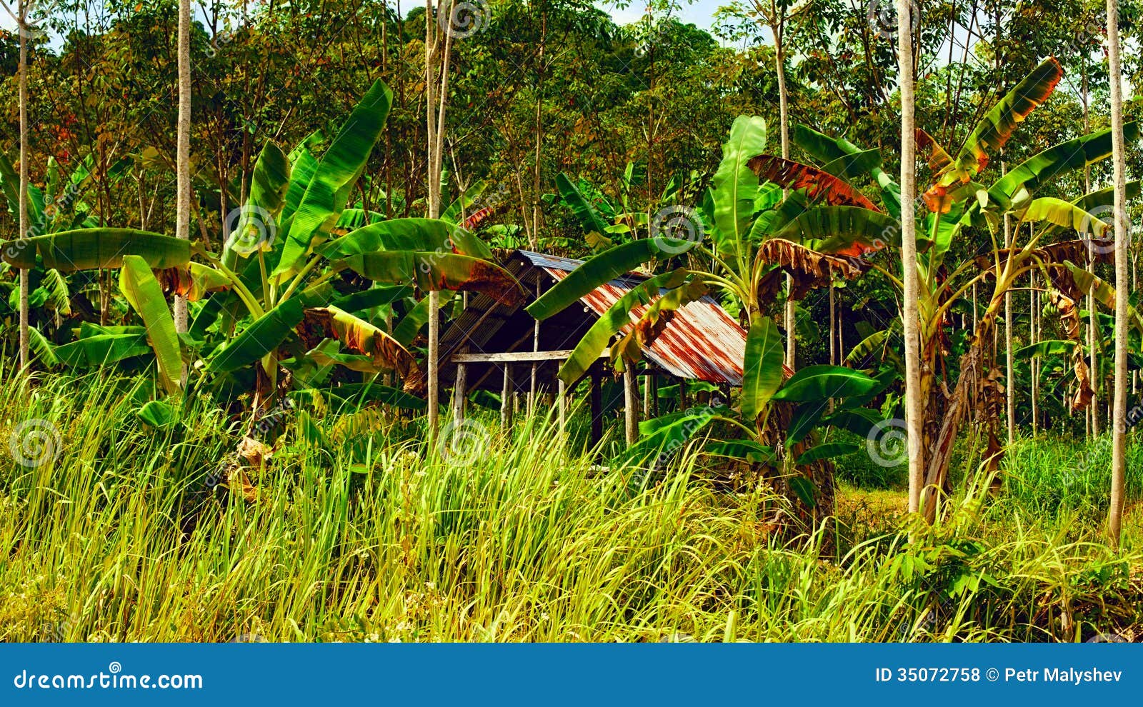 Thai Jungle stock photo. Image of clouds, grass, forest - 35072758