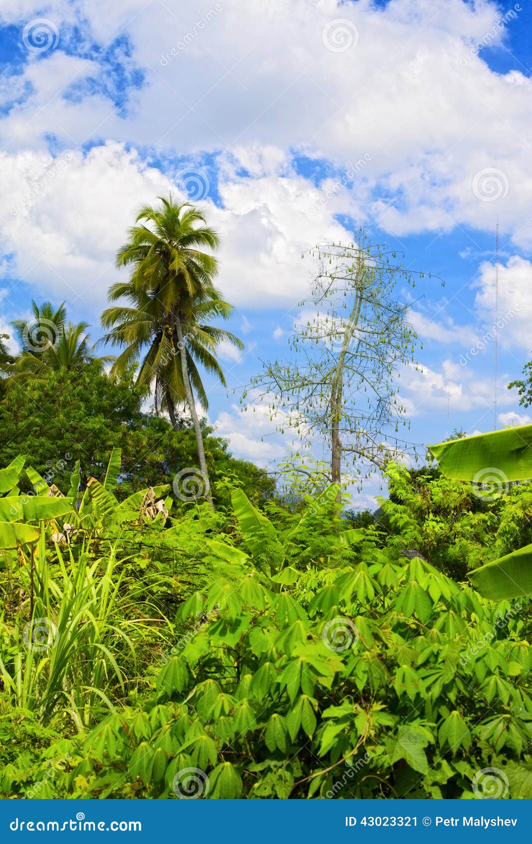 Thai Jungle stock image. Image of leaf, blue, rural, summer - 43023321