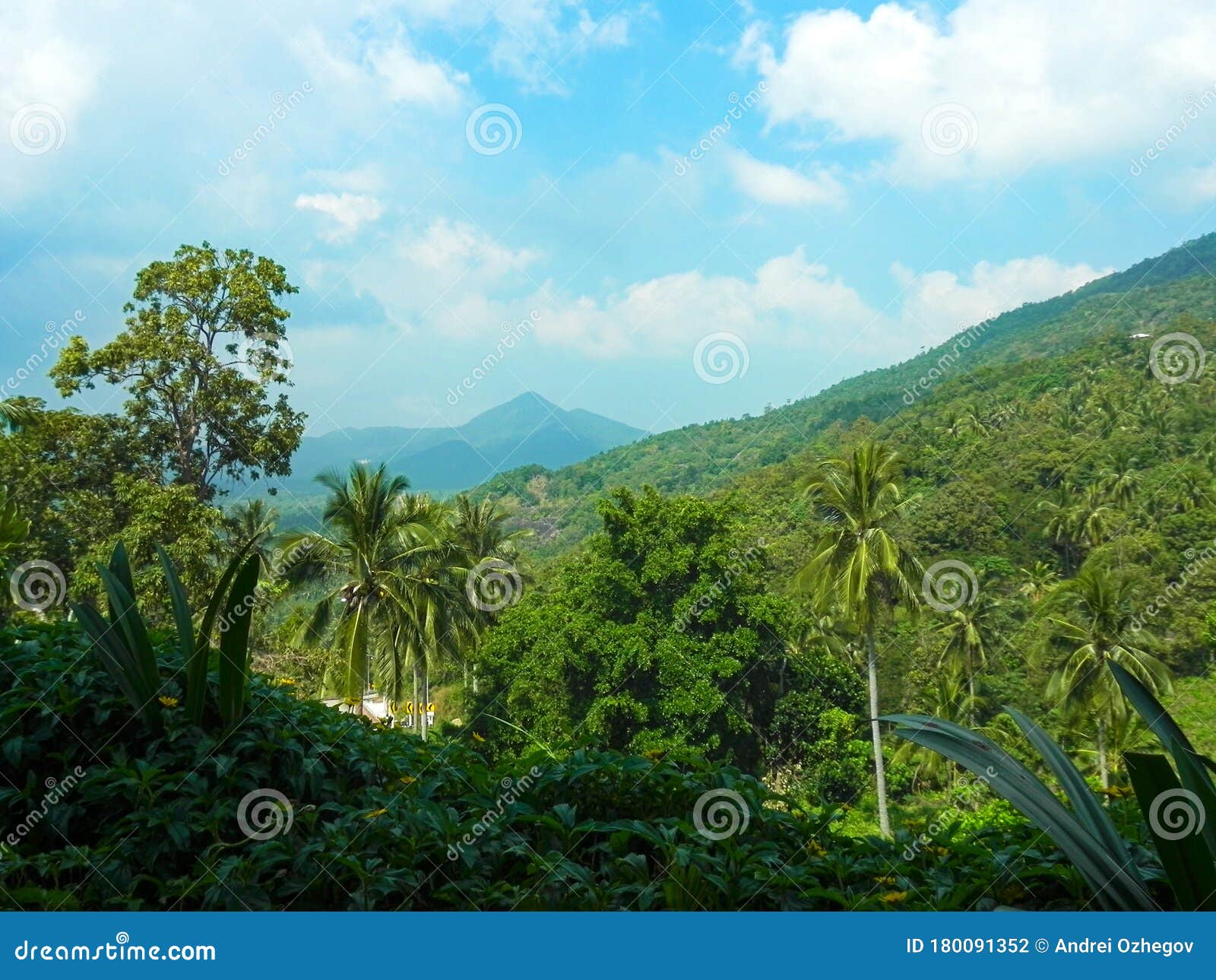 Thai Jungle Rice Paddy Royalty-Free Stock Photography | CartoonDealer ...