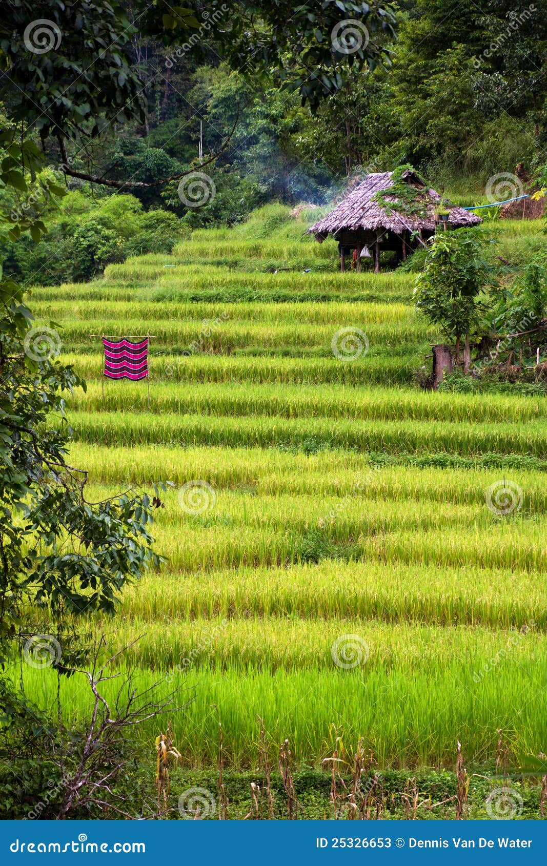 Thai jungle rice paddy stock image. Image of beautiful - 25326653