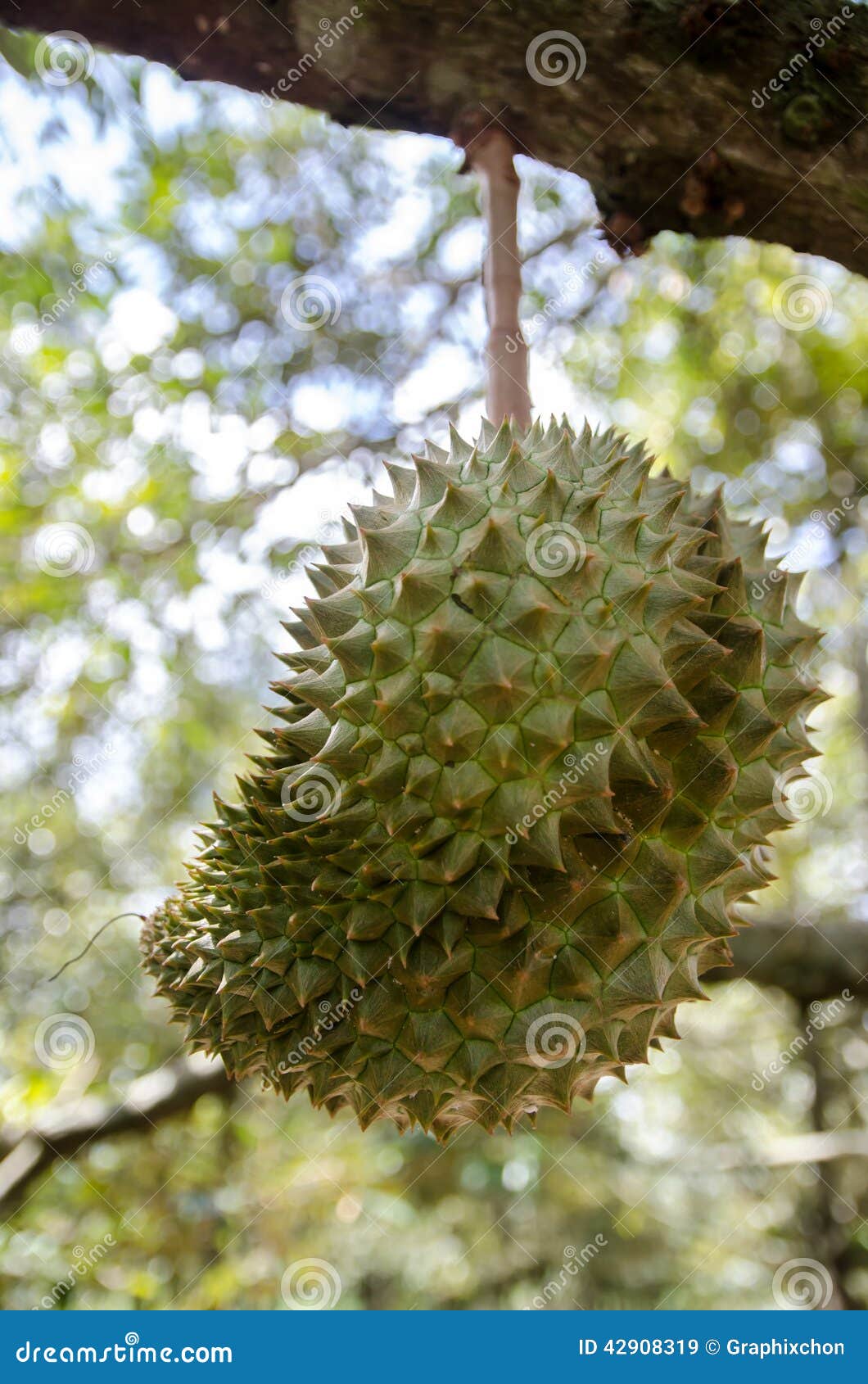 Thai King Fruit stock image. Image of green, durian, king - 42908319