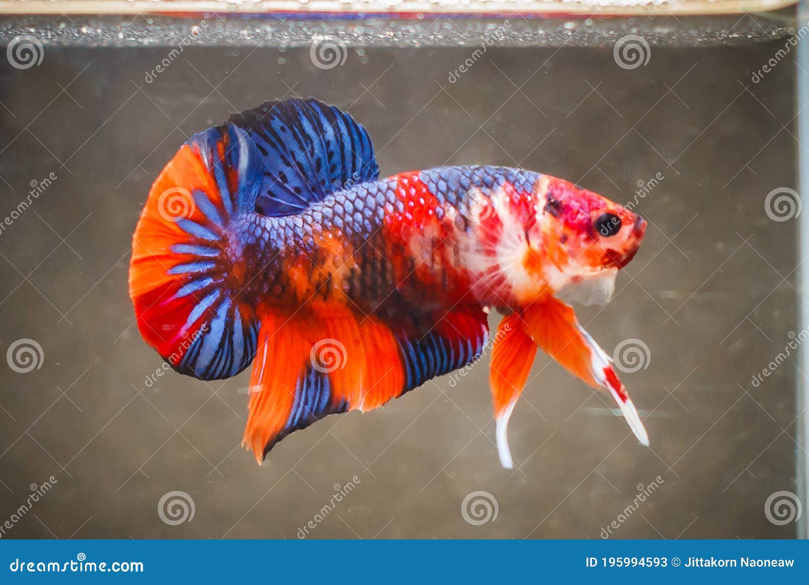 Thai Koi Galaxy Fighting Fish Beautiful, Red, White, Swimming Stock ...