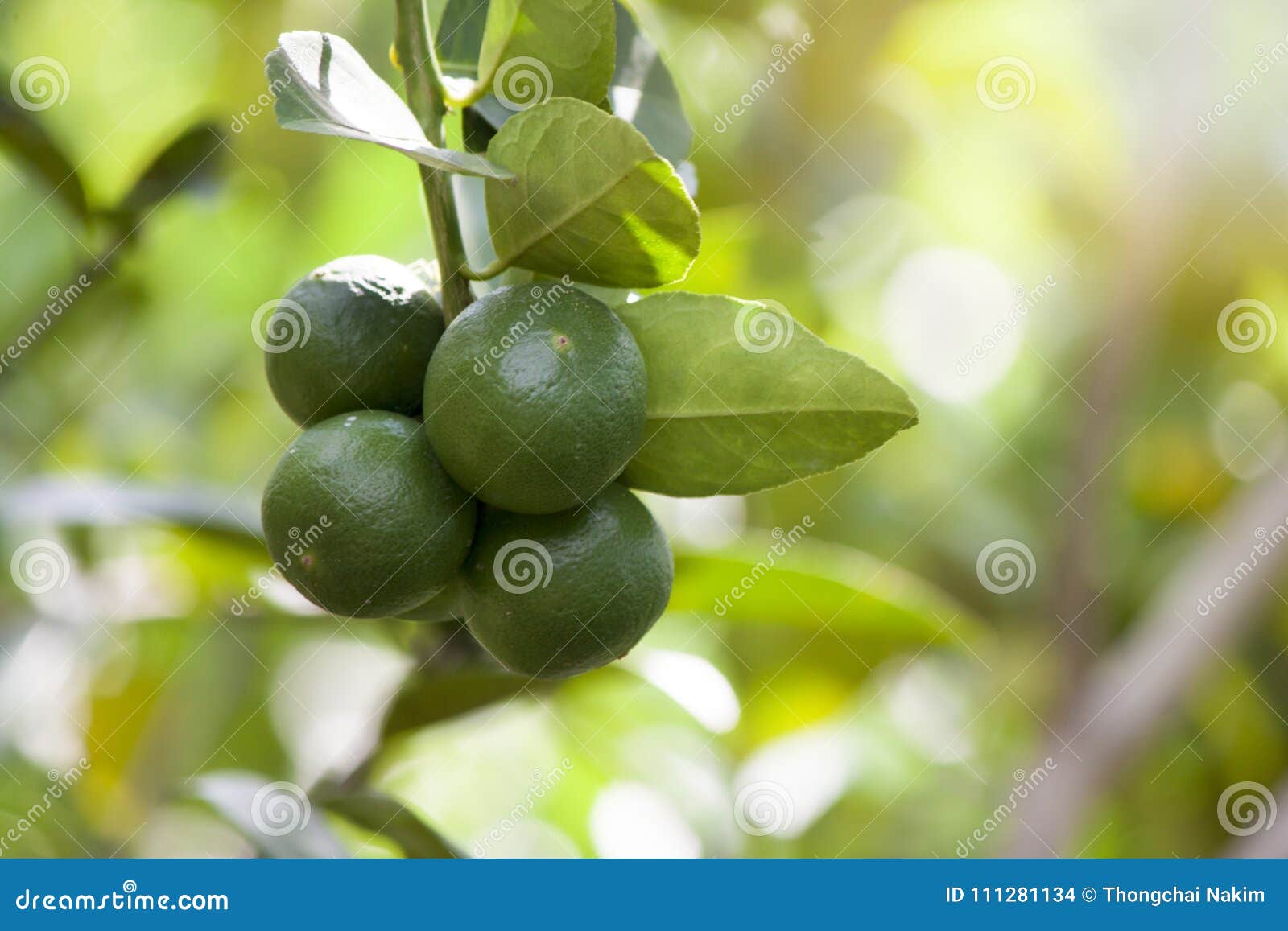Thai lemon on tree. stock photo. Image of leaves, field - 111281134