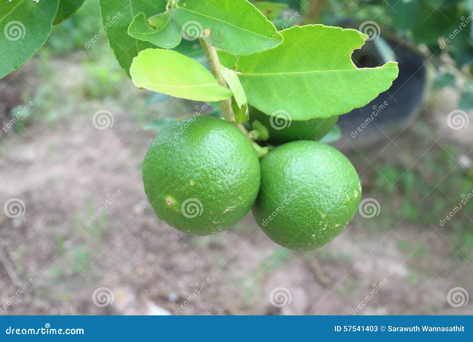Thai lemon plant stock image. Image of green, healthy - 57541403