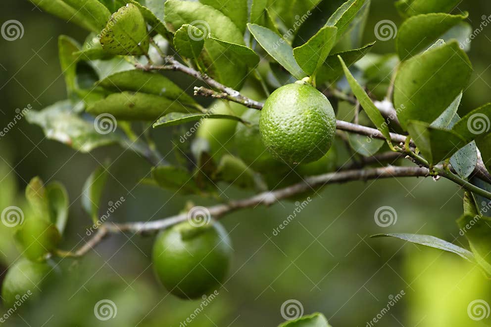 Thai lemon tree stock image. Image of lemons, diet, lime - 39700837